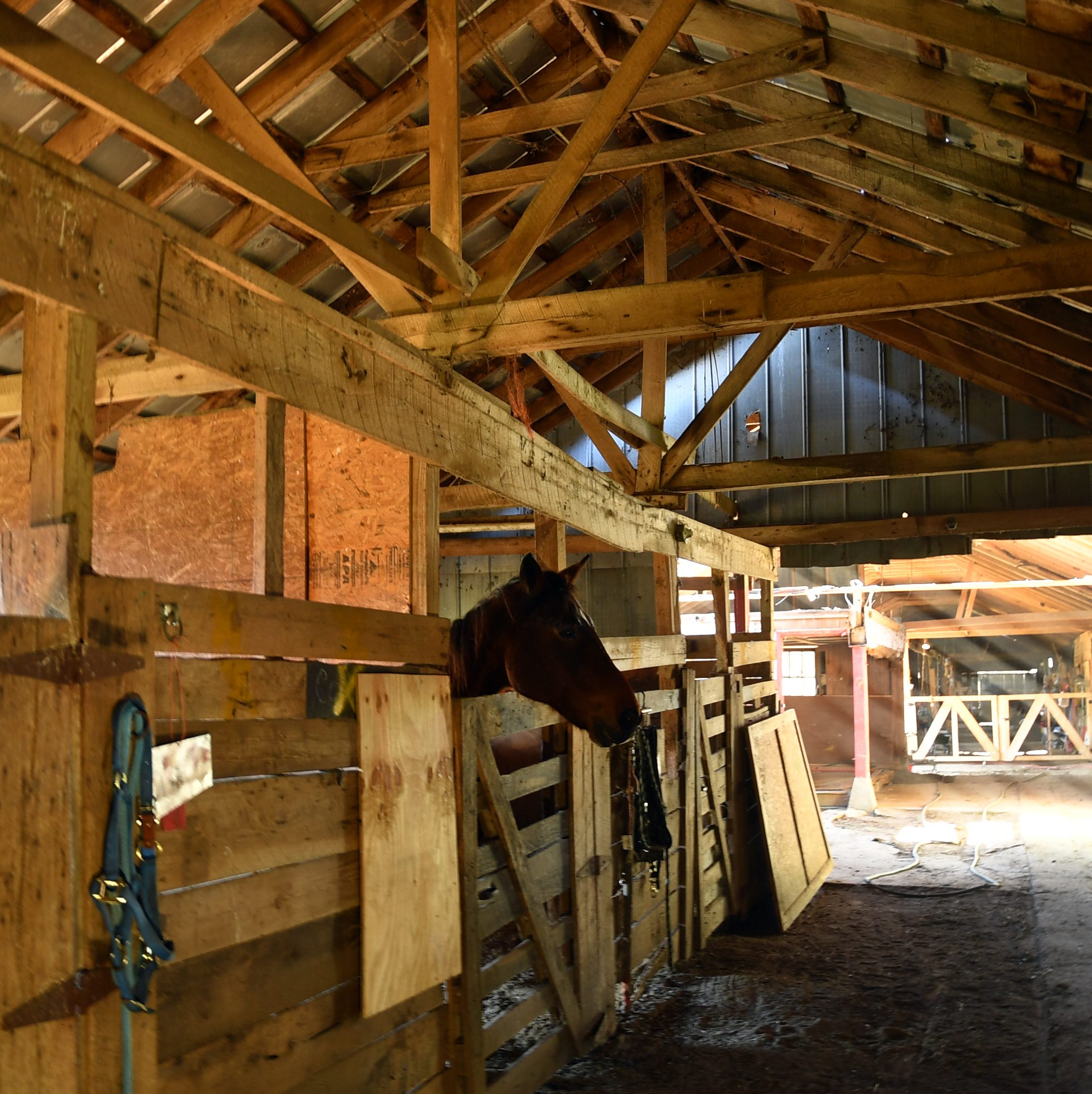 Willow Woods Equine Sanctuary & Farm