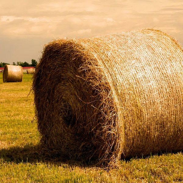 Willow Woods Equine Sanctuary & Farm