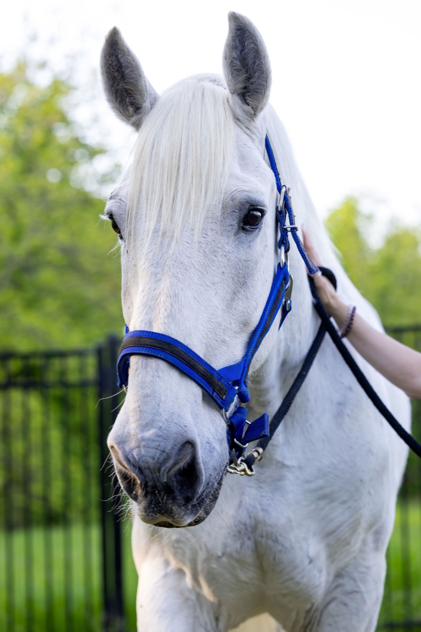 Horses – Willow Woods Equine Sanctuary & Farm